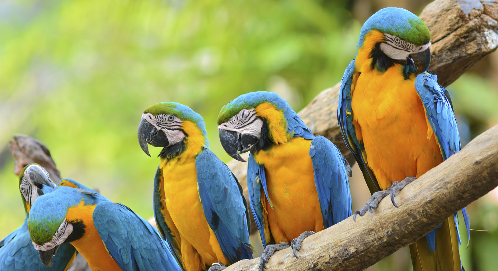 National Zoo Exhibits Tours Family Activities national-zoo-exhibits-tours-family-activities